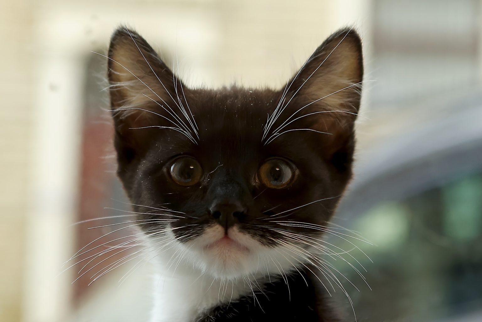 English Barn Cats | Stray & Feral Cat Rescue