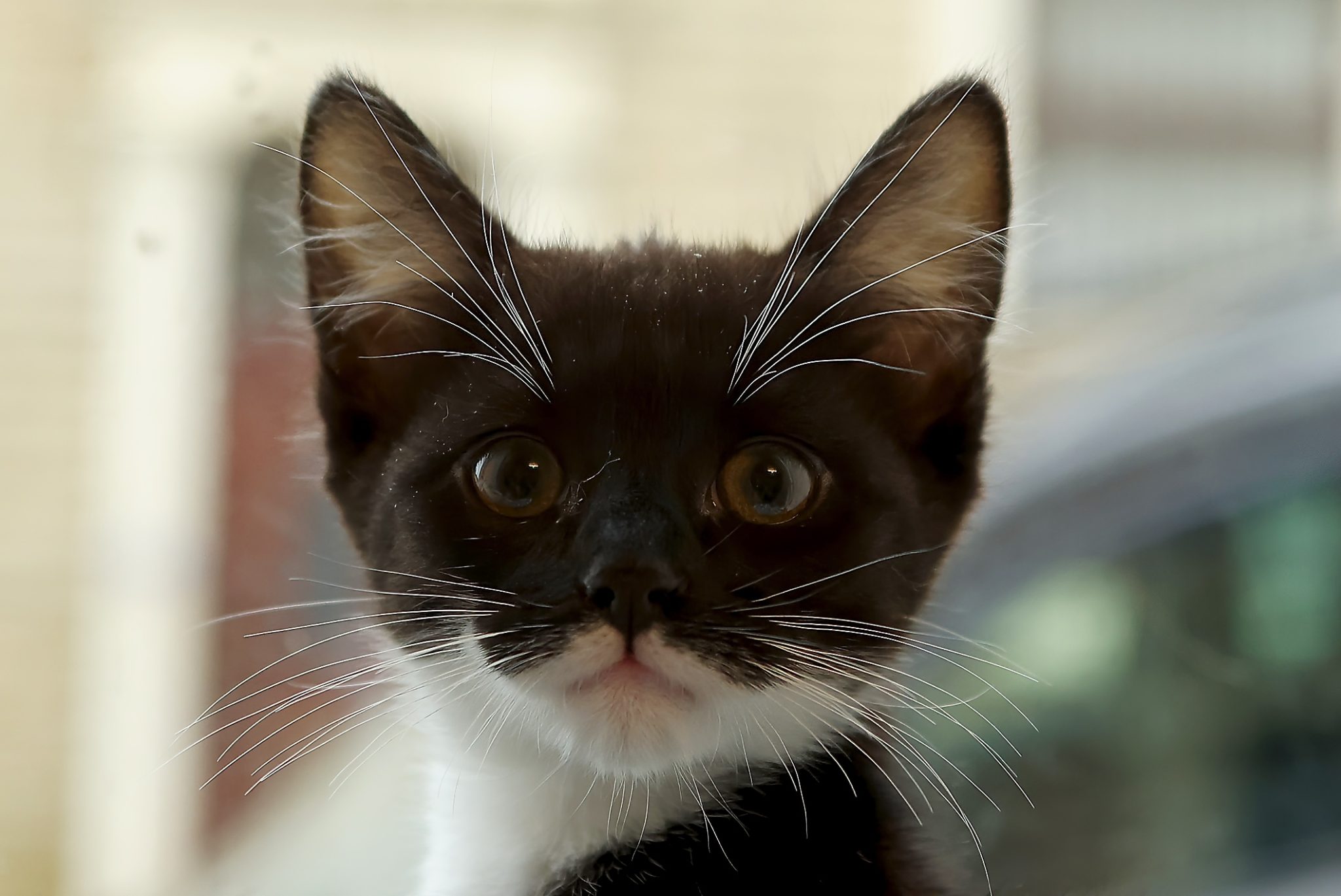 English Barn Cats | Stray & Feral Cat Rescue