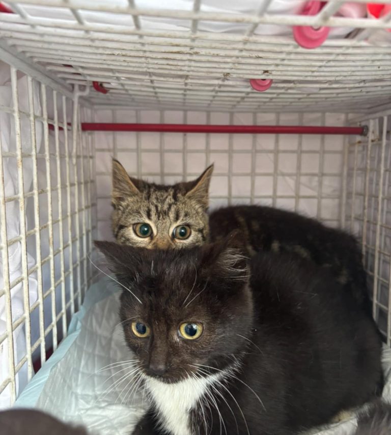 English Barn Cats | Stray & Feral Cat Rescue
