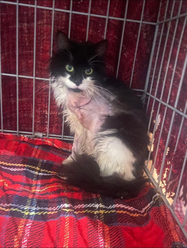 English Barn Cats | Stray & Feral Cat Rescue